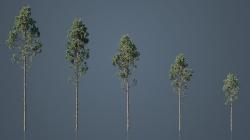 tall pine trees 3D Models | Page 1 | STLFinder