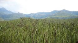 grass model unity | Page 1 | STLFinder