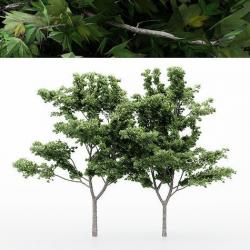 trees japanese maple 3D Models | Page 1 | STLFinder