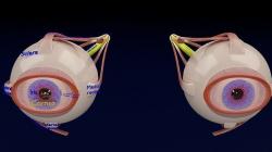 labeled eye model | Page 1 | STLFinder