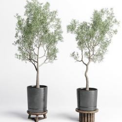 indoor floor olive tree free model | Page 1 | STLFinder