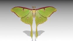 luna moth free 3d model svg | Page 1 | STLFinder