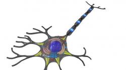 neuron 3d model 3d models | Page 1 | STLFinder