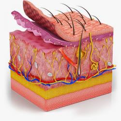 3d skin model project anatomy | Page 1 | STLFinder