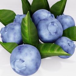 blueberry 3d | Page 1 | STLFinder