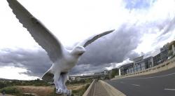 bird flying asset 3D Models | Page 1 | STLFinder