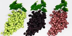grapes 3d model | Page 1 | STLFinder