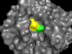 savinase enzyme 3D Models | Page 1 | STLFinder