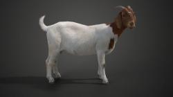 transparent boer goat silhouette 3D Models | Page 1 | STLFinder