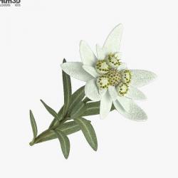 edelweiss 3d | Page 1 | STLFinder