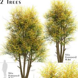 common lime tree 3D Models | Page 1 | STLFinder
