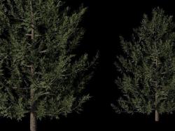 tree animated 3D Models | Page 1 | STLFinder