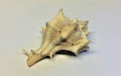 horse conch shell 3D Models | Page 1 | STLFinder