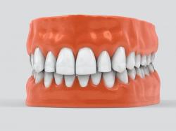 human teeth 3d model | Page 1 | STLFinder