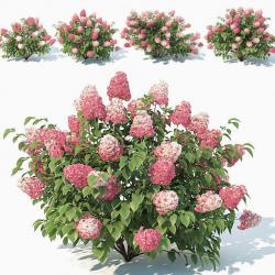 hydrangea paniculata red diamond 3D Models | Page 1 | STLFinder