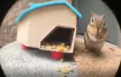 chipmunk house 3D Models | Page 1 | STLFinder