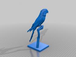 cuban macaw 3D Models | Page 1 | STLFinder