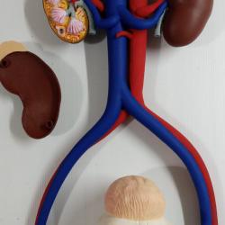 sistema renal stl 3D Models | Page 1 | STLFinder