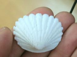 clam seashell 2 3d models | Page 1 | STLFinder