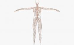 female lymphatic system diagram 3D Models | Page 1 | STLFinder