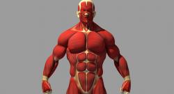 3d muscle anatomy reference | Page 1 | STLFinder