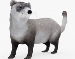 weasel rigged fur 3d models | Page 1 | STLFinder