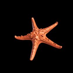 labeled starfish 3d models 【 STLFinder
