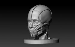 womens muscle anatomy 3D Models | Page 1 | STLFinder