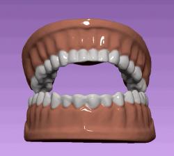 set of teeth model 【 STLFinder