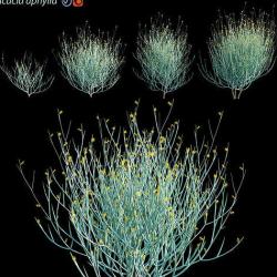 acacia 3d model | Page 1 | STLFinder