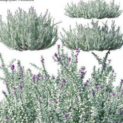 texas sage heavenly cloud 3D Models | Page 1 | STLFinder