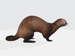 ferret 3d model | Page 1 | STLFinder