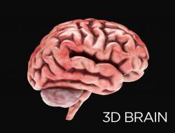 human brain texture 3D Models | Page 1 | STLFinder