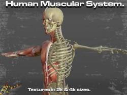 human muscular system 3D Models | Page 1 | STLFinder