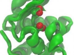 lysozyme enzyme 3d models 【 STLFinder