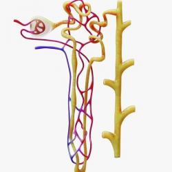 3d nephron | Page 1 | STLFinder