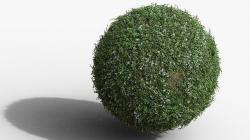 dwarf periwinkle vinca minor 3d models 【 STLFinder