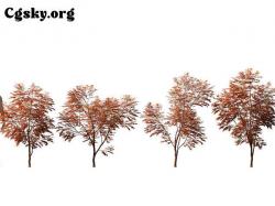 acer p sango kaku 3d models 【 STLFinder