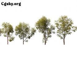 acer p sango kaku 3D Models | Page 1 | STLFinder