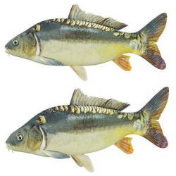 carp freshwater fish 3D Models | Page 1 | STLFinder