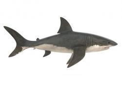 great white shark 3d ar | Page 1 | STLFinder