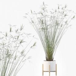 3d papyrus | Page 1 | STLFinder