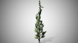 hollywood juniper tree 3d models 【 STLFinder