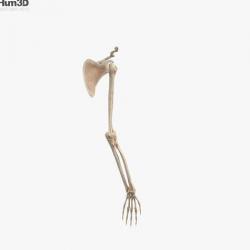 arm bones solidworks 3d models | Page 1 | STLFinder