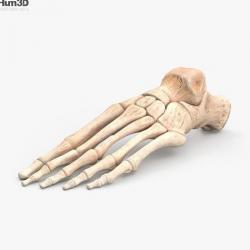 foot bone model | Page 1 | STLFinder