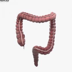 large intestine model | Page 1 | STLFinder