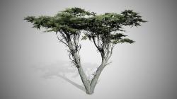 monterey cypress tree 3D Models | Page 1 | STLFinder