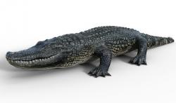 alligator 3d printer | Page 1 | STLFinder