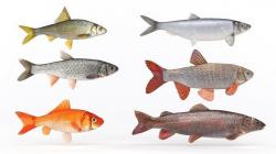 fish collection 3D Models | Page 1 | STLFinder
