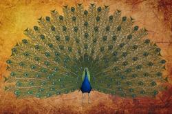 peacock low poly 3d model free download | Page 1 | STLFinder